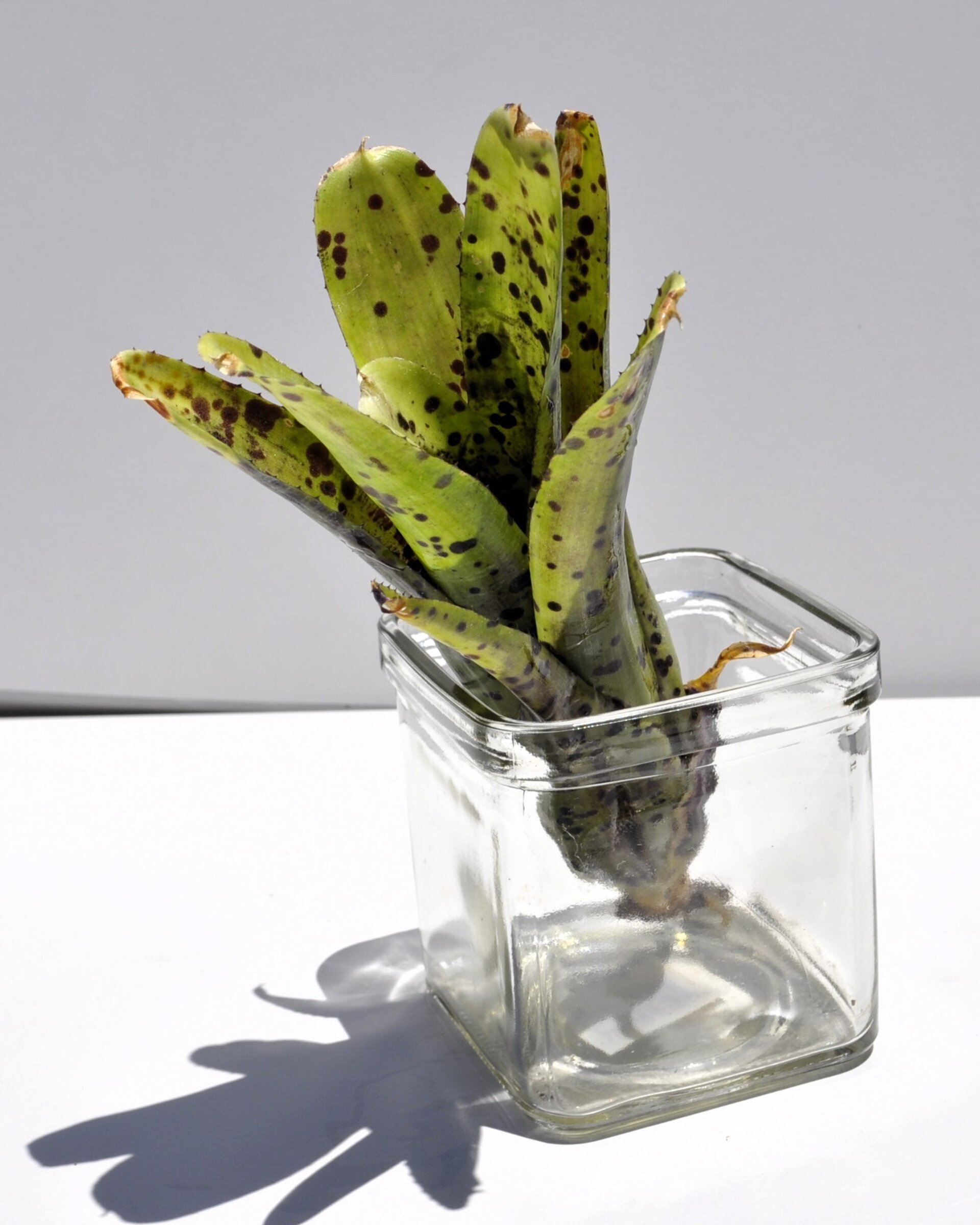 Neoregelia 'Anteia' | Curiosarium