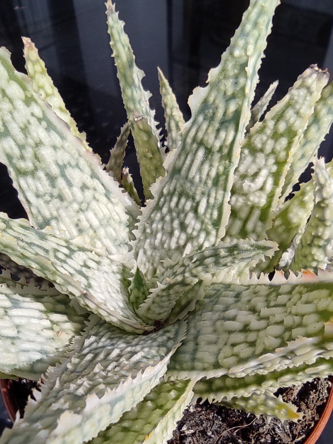 Aloe 'White Lightning' | Curiosarium
