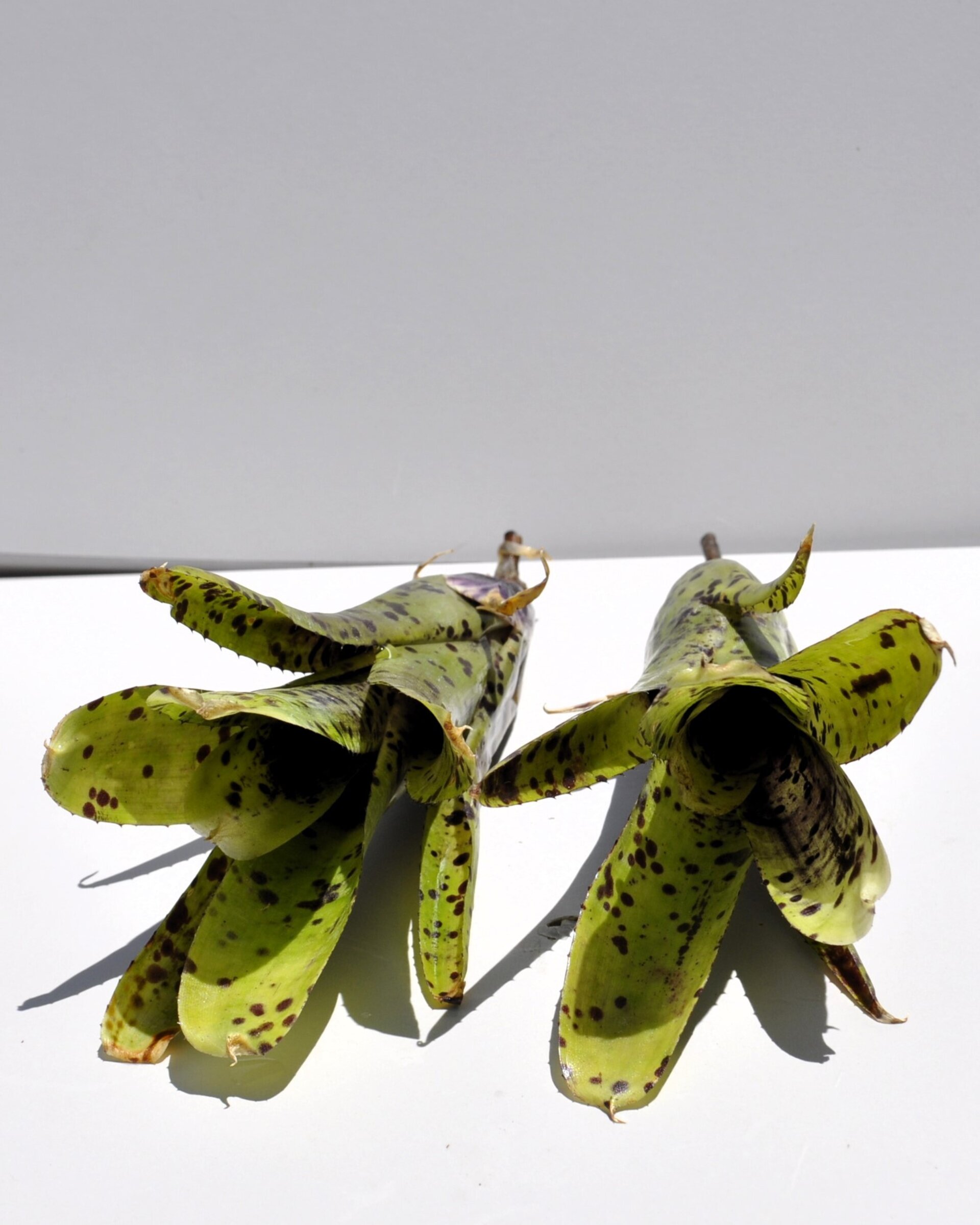 Neoregelia 'Anteia' | Curiosarium