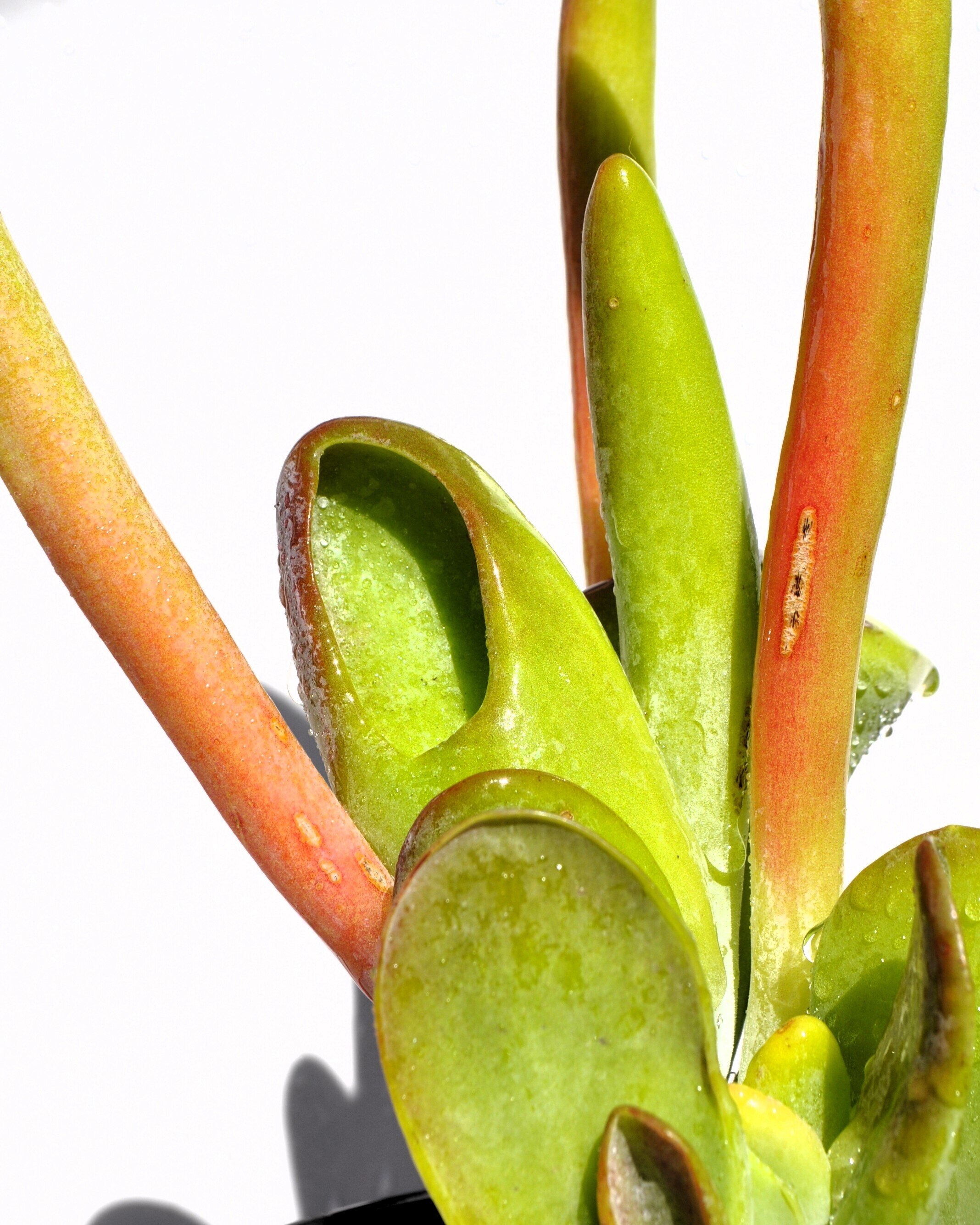Kalanchoe luciae 'Oricula' M13 ("orejas de Shrek") | Curiosarium