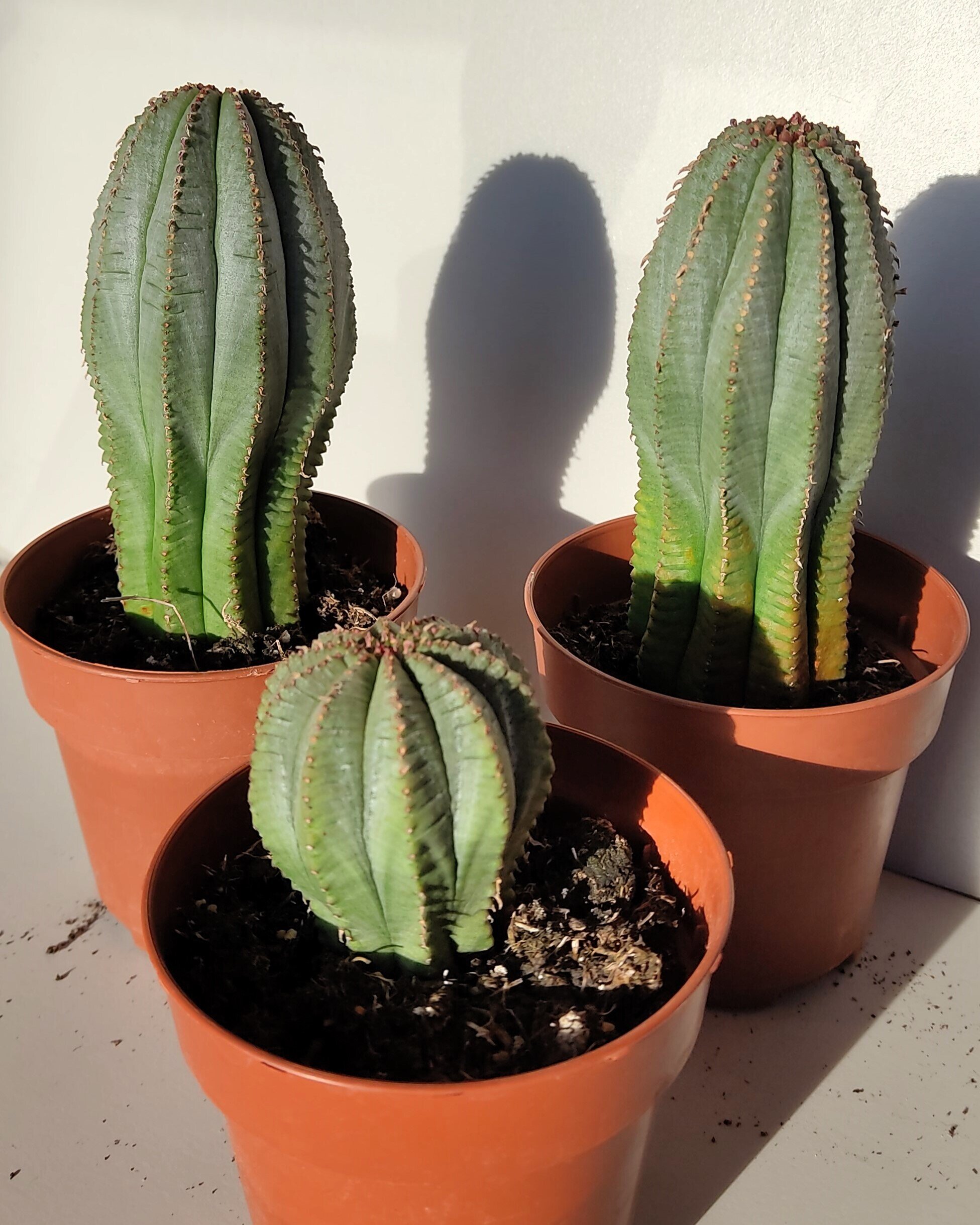 Euphorbia cv. 'William Denton' | Curiosarium