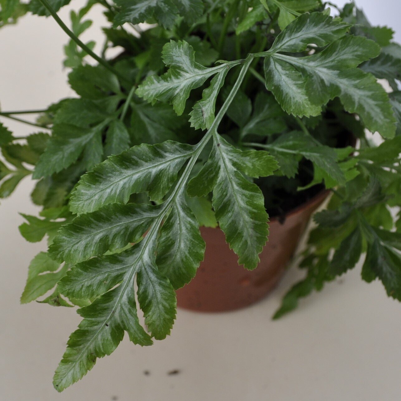 Pteris ensiformis Evergemiensis (helecho temblón) | Curiosarium