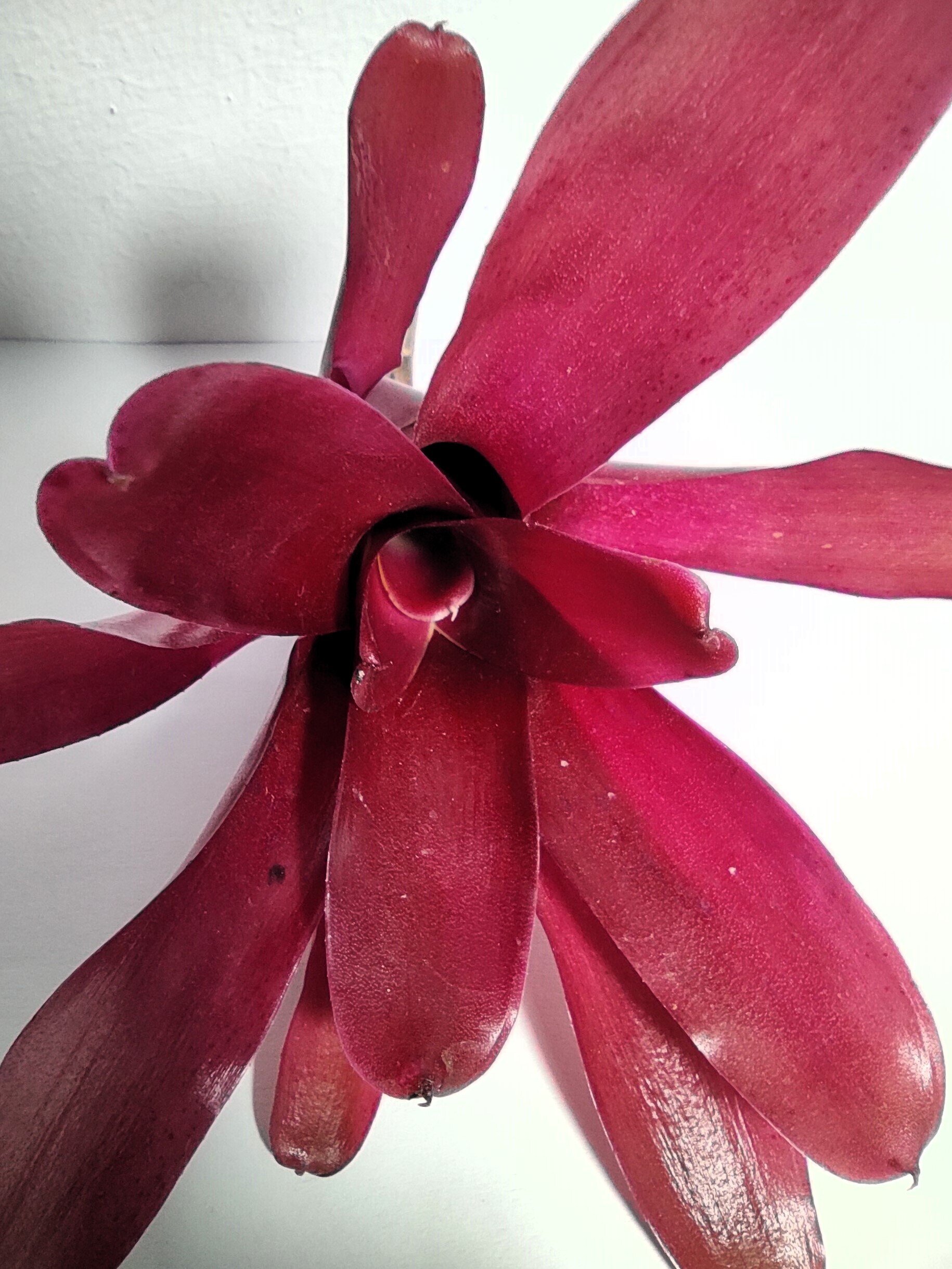 Neoregelia 'Super Fireball' | Curiosarium