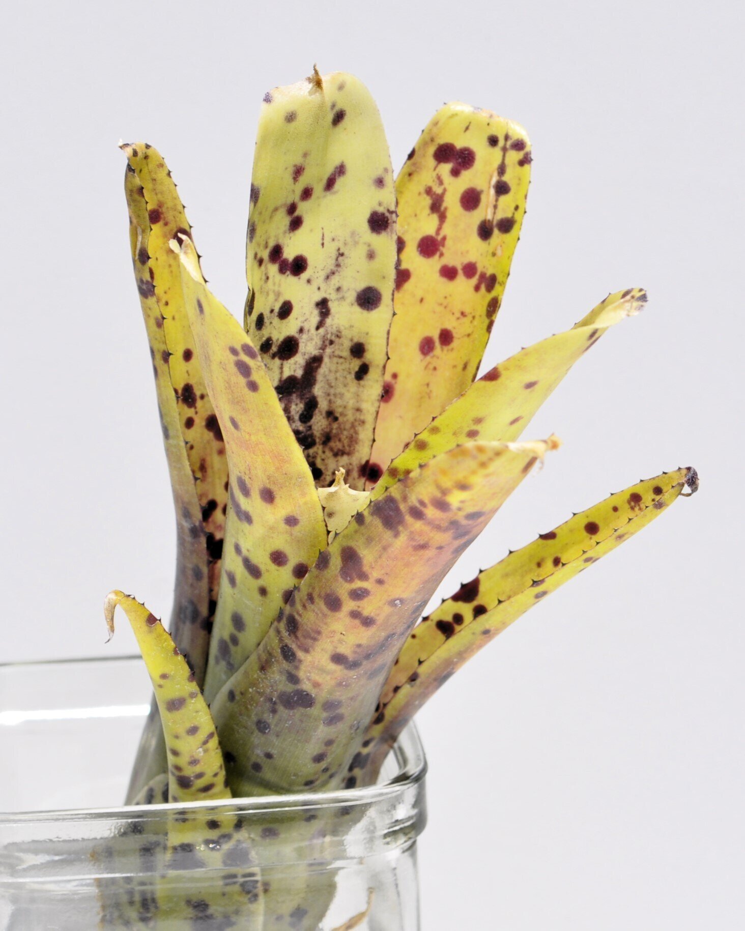 Neoregelia 'Anteia' | Curiosarium