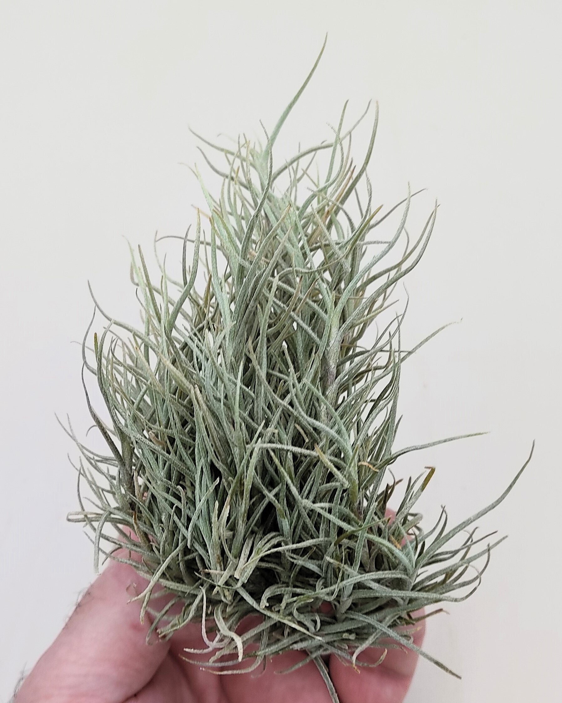 Tillandsia capillaris | Planta aérea compacta | Curiosarium