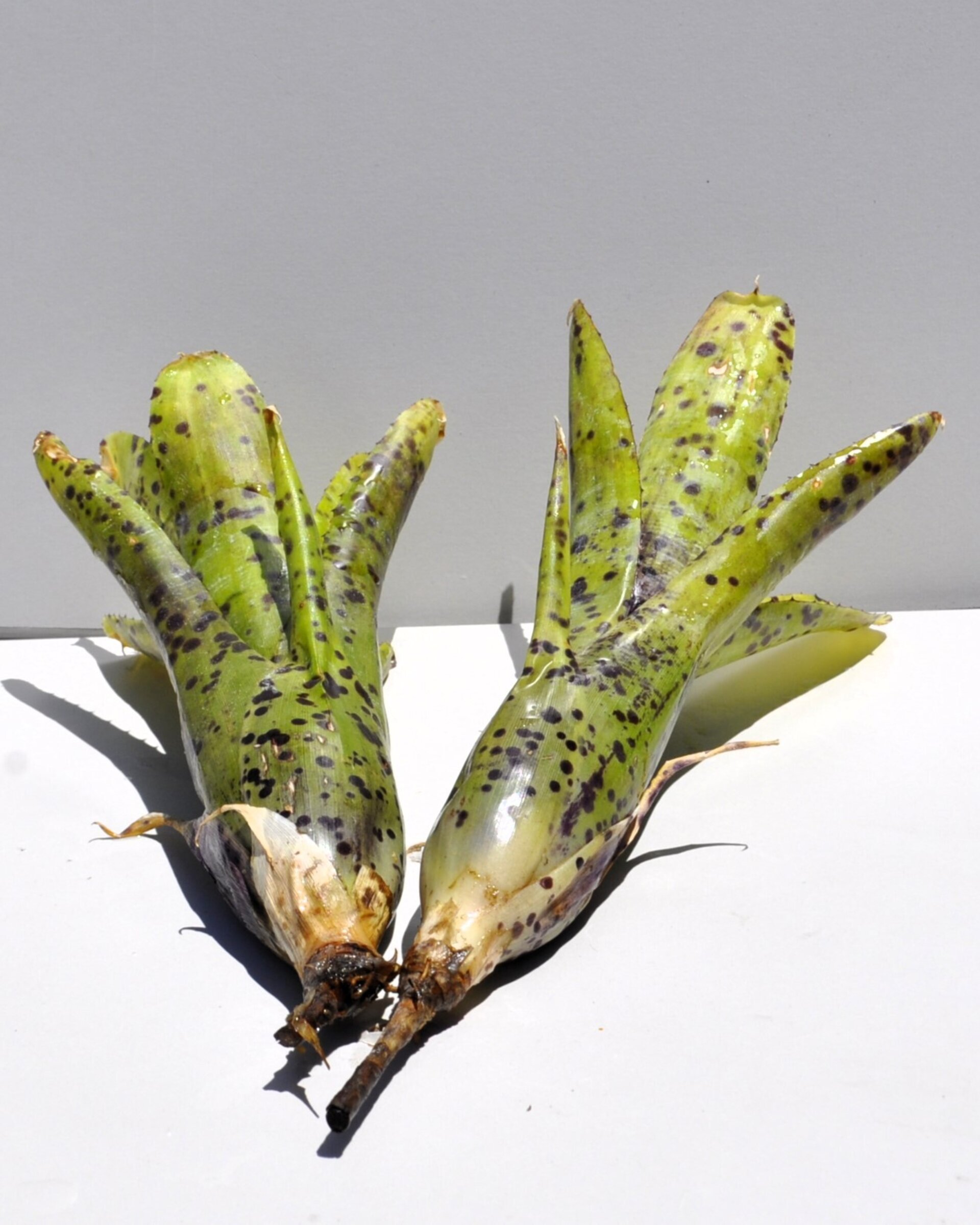 Neoregelia 'Anteia' | Curiosarium