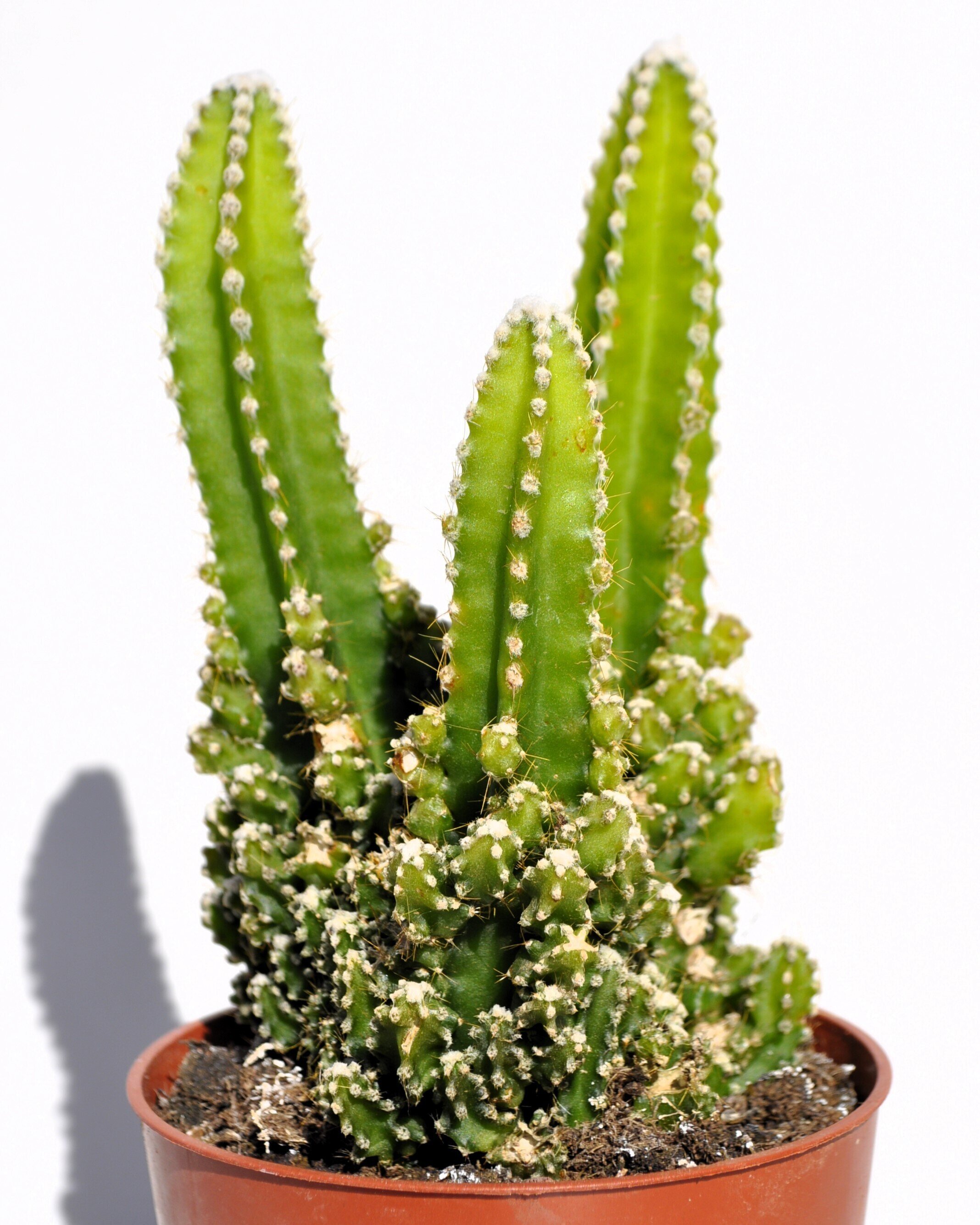 Cereus peruvianus ("cactus antirradiaciones") | Curiosarium