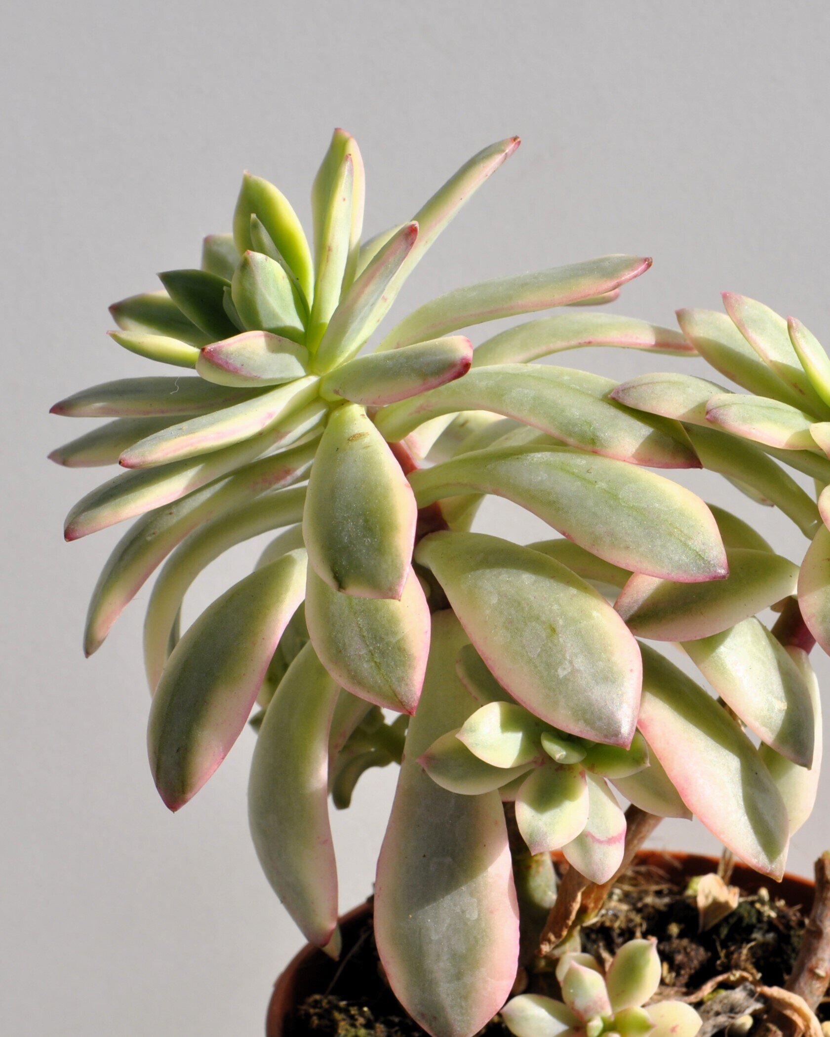 Echeveria cf. agavoides 'Minibelle Variegata' | Curiosarium