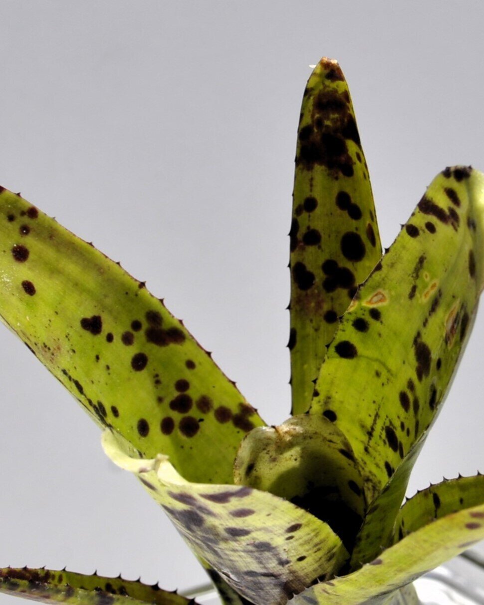 Neoregelia 'Anteia' | Curiosarium